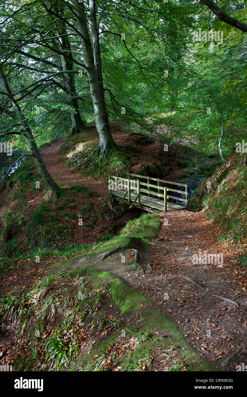 Woodland path leading over a footbridge in Glen Esk Stock Photo - Alamy