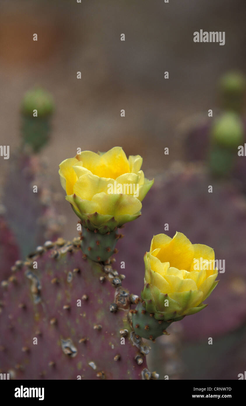 Opuntia santa rita opuntia santa rita hi-res stock photography and ...