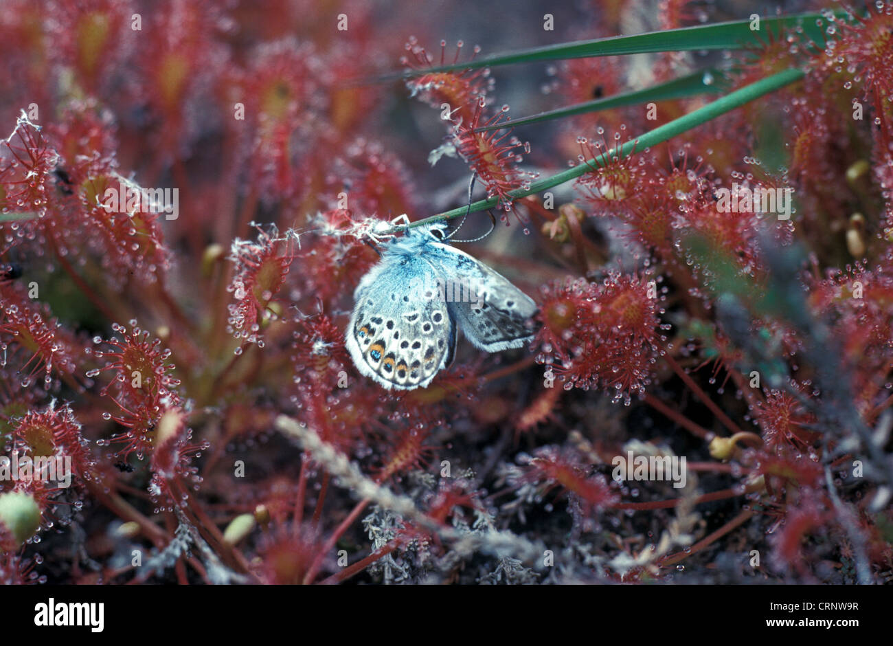 Sundew sundews hi-res stock photography and images - Alamy