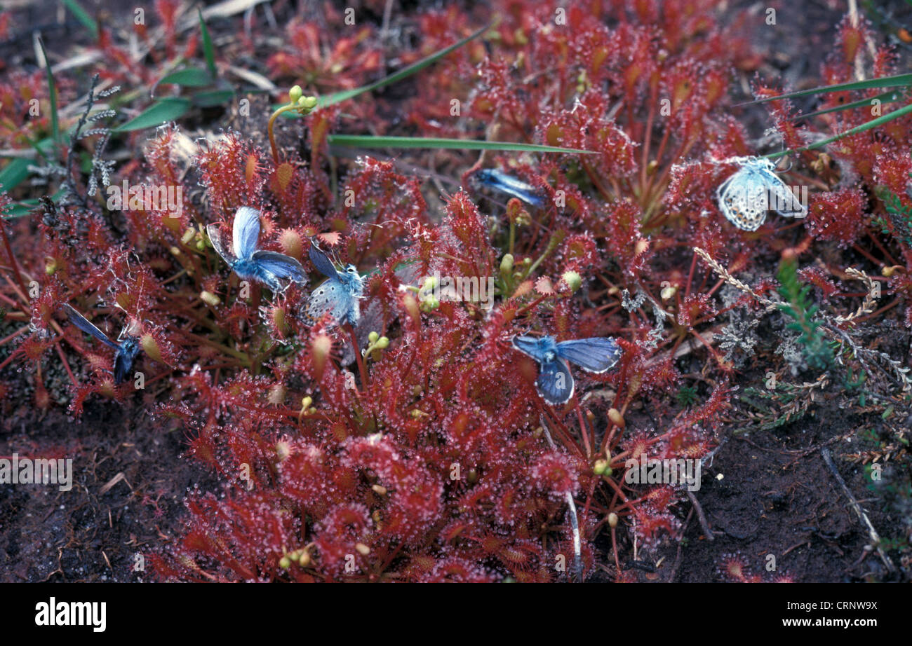 Carnivorous-Sundew Round-leaved(Drosera rotundifolia) close-up/ Common ...