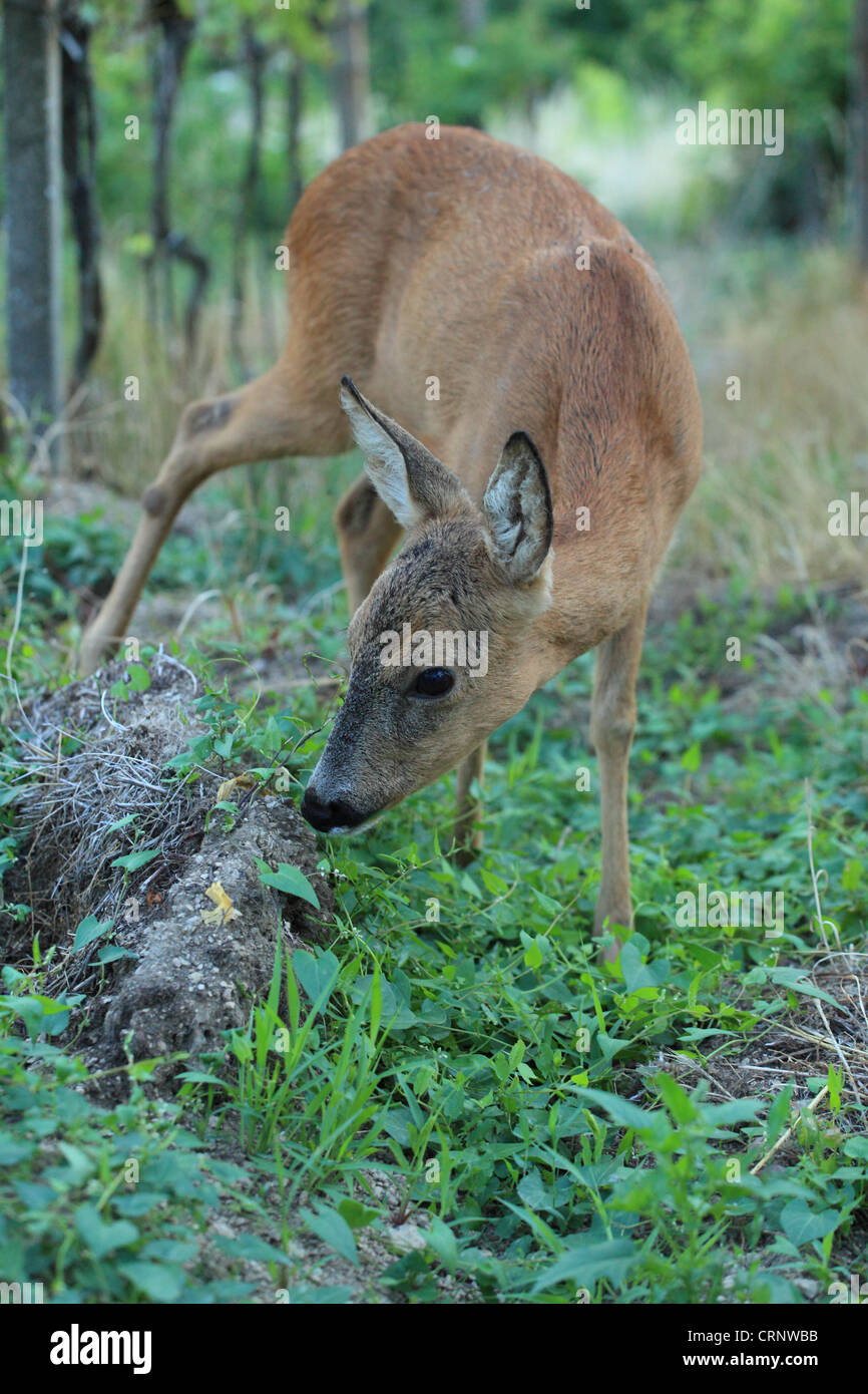 European Roe Deer (Capreolus capreolus) doe grazing in the vineyards ...