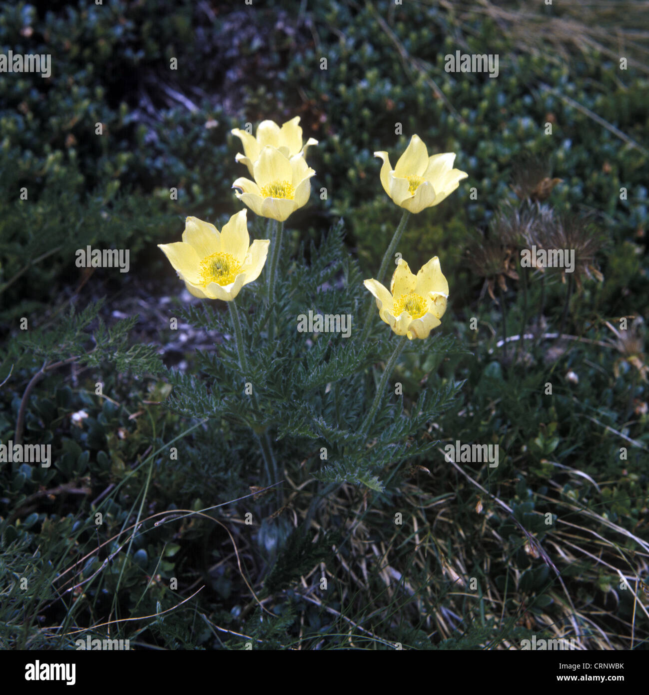 Yellow Alpine Anemone (Anemone alpina Stock Photo - Alamy