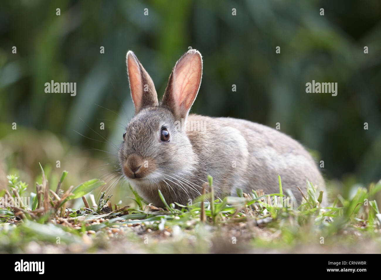 Rabbit eating plants hi-res stock photography and images - Alamy