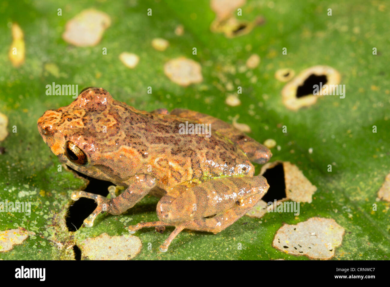 Rain Frog (Pristimantis martiae) on a leaf in the rainforest, Ecuador ...