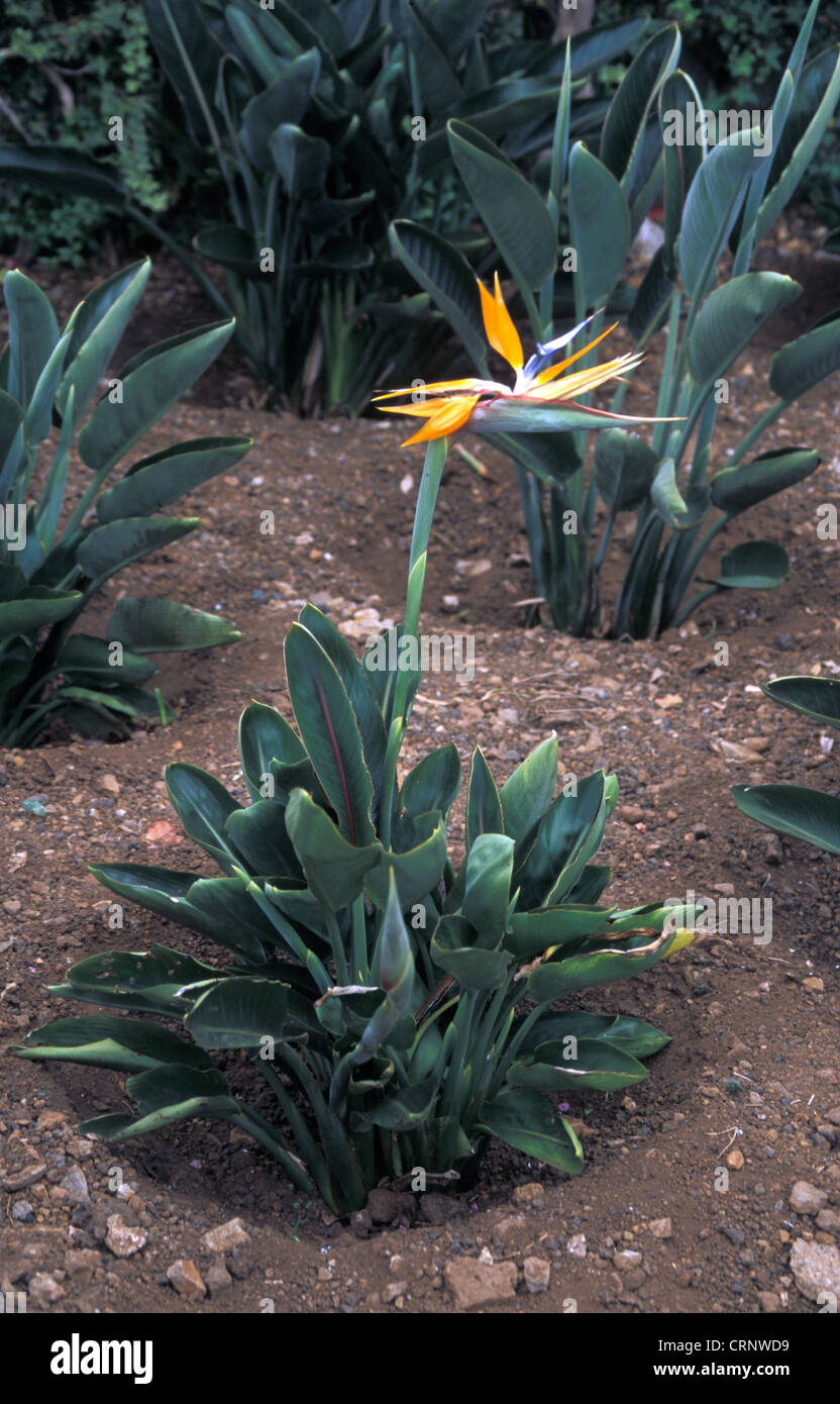 Strelitziaceae reginae hi-res stock photography and images - Alamy