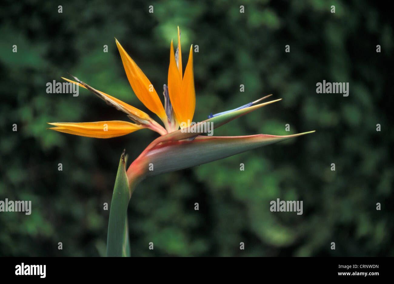 Strelitziaceae reginae hi-res stock photography and images - Alamy