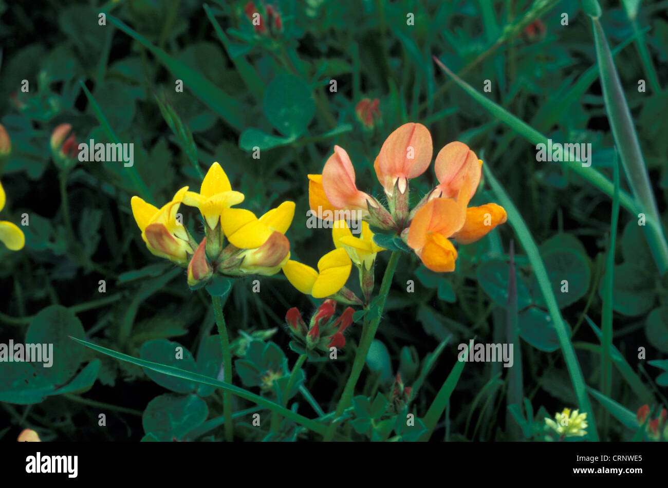 Birdsfoot Trefoil (Lotus orniculatus) Flower head Stock Photo - Alamy