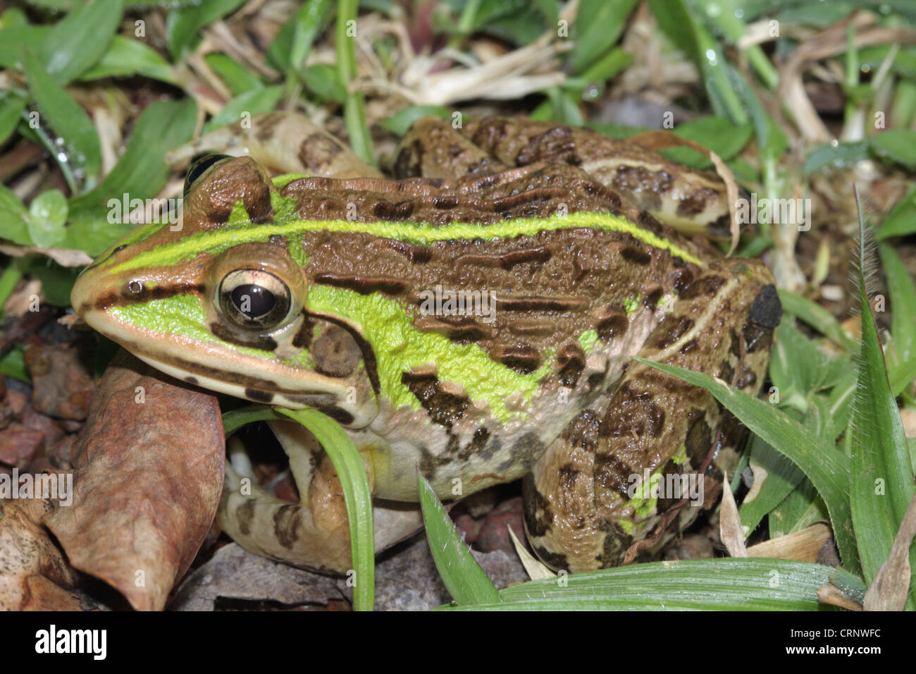 Indian Bull Frog (Hoplobatrachus tigerinus Stock Photo - Alamy