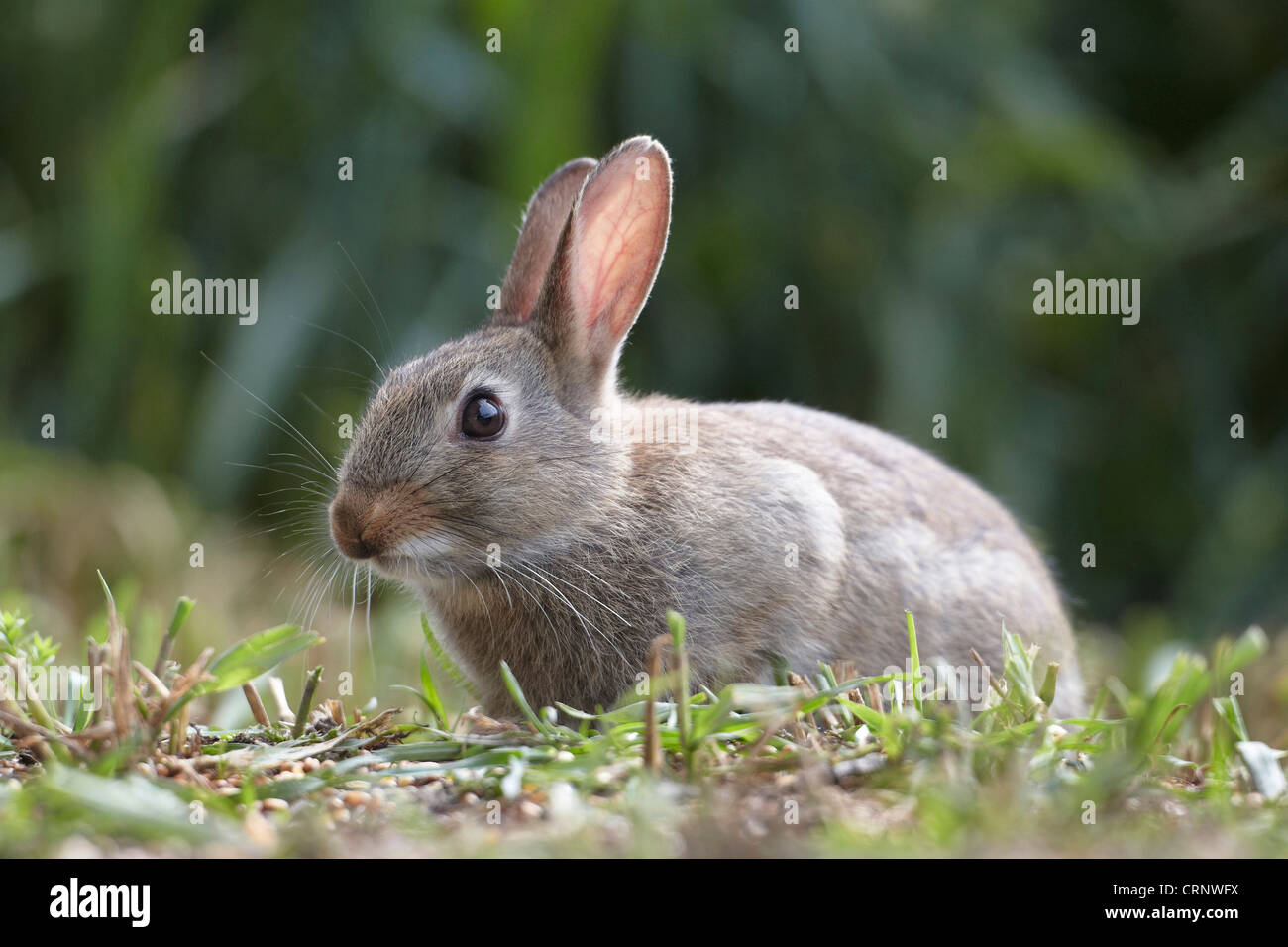 Young Rabbit, Oryctolagus cuniculus, eating wheat plants in a field ...