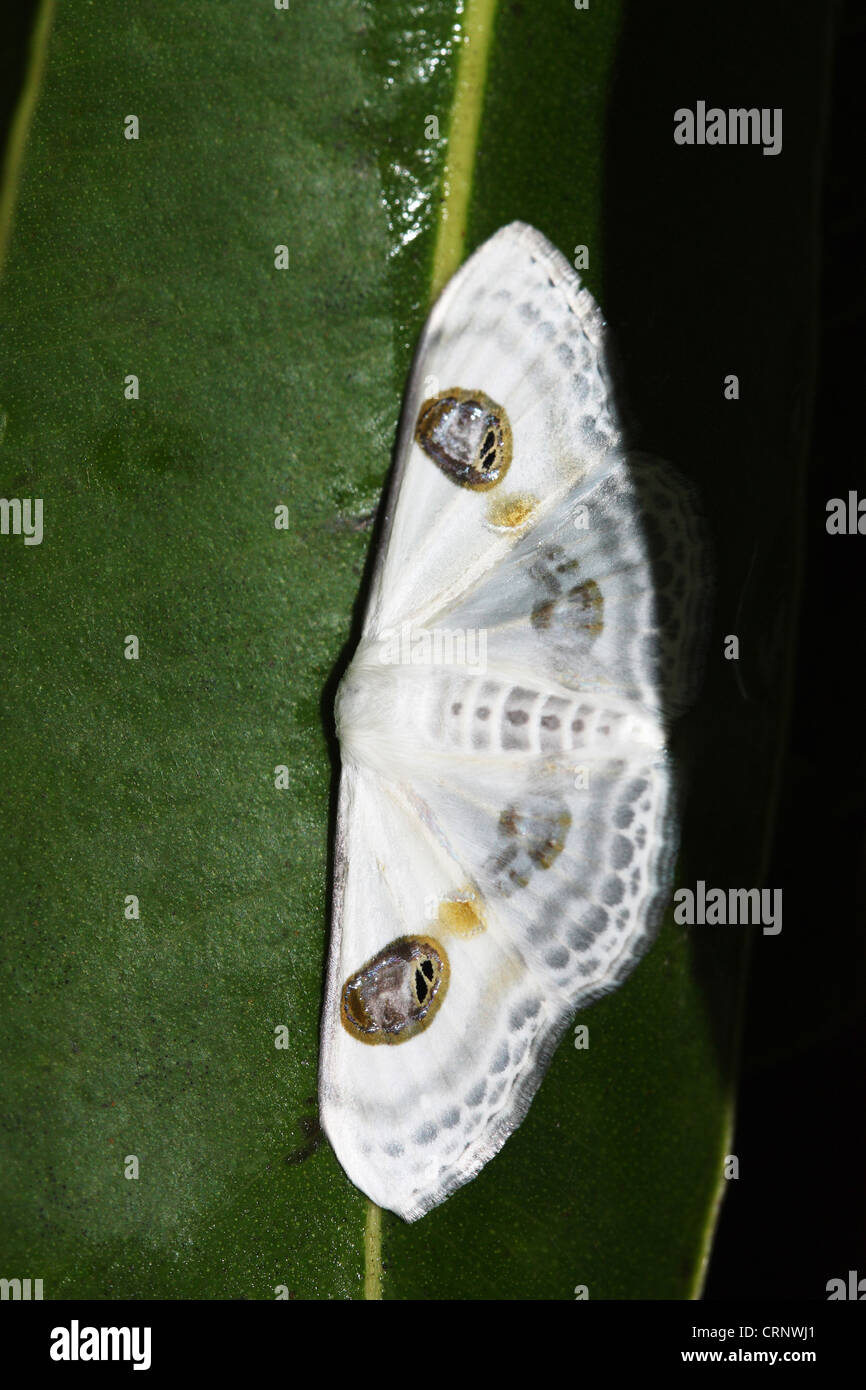 Erebus macrops hi-res stock photography and images - Alamy