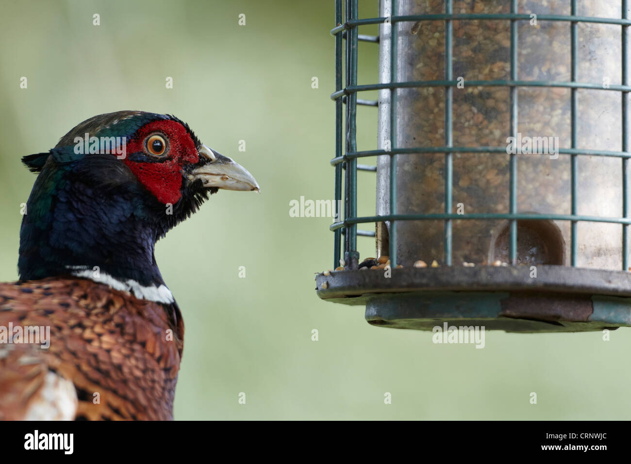 Pheasant feeder hi-res stock photography and images - Alamy