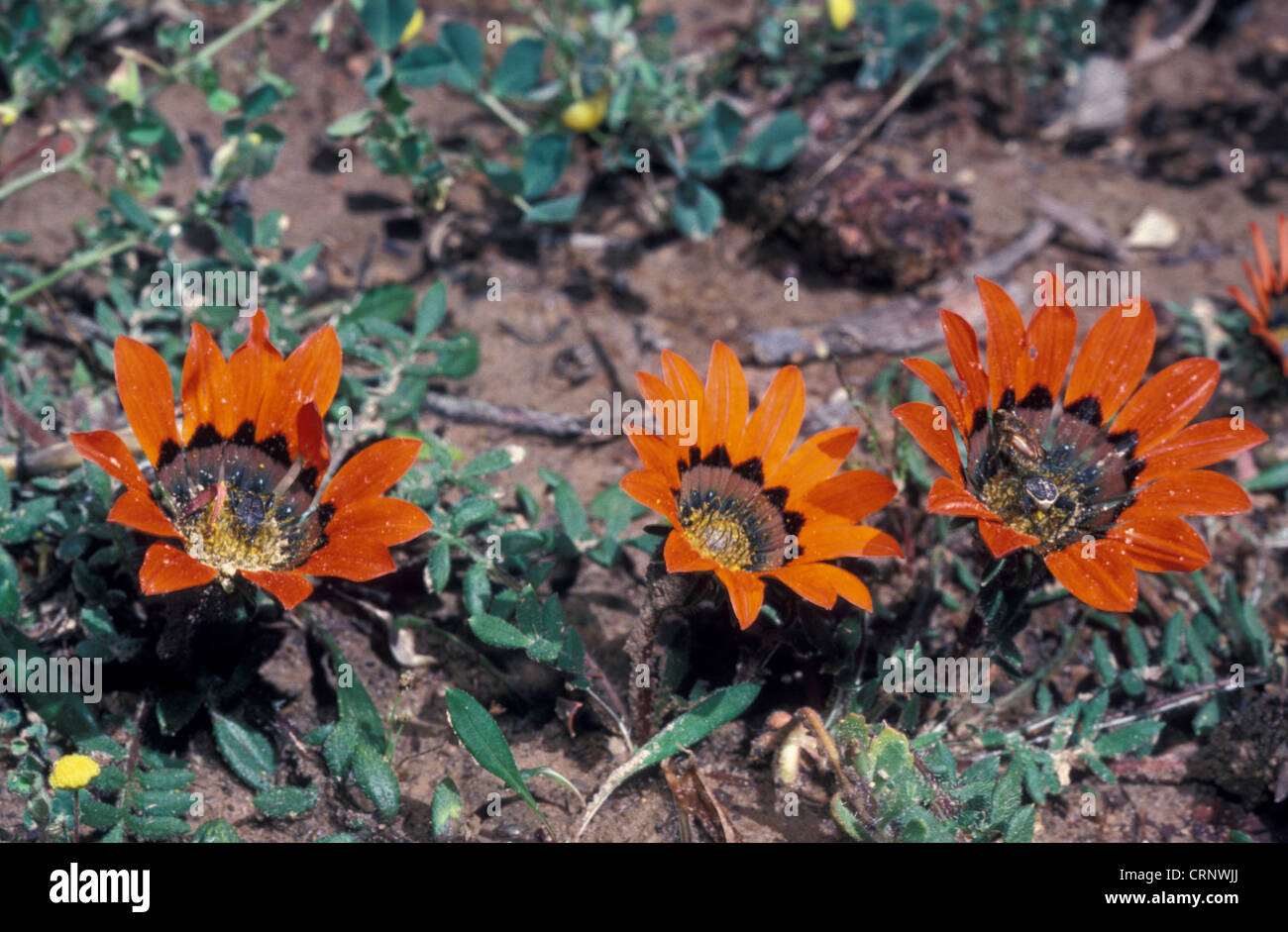 Flower - Gazania Krebsiana / Close-up of flower on plant / South Africa ...