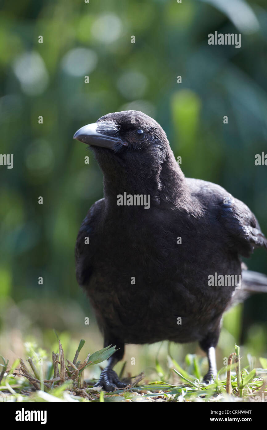 Carrion Crow, Corvus corone corone, close up, UK Stock Photo - Alamy