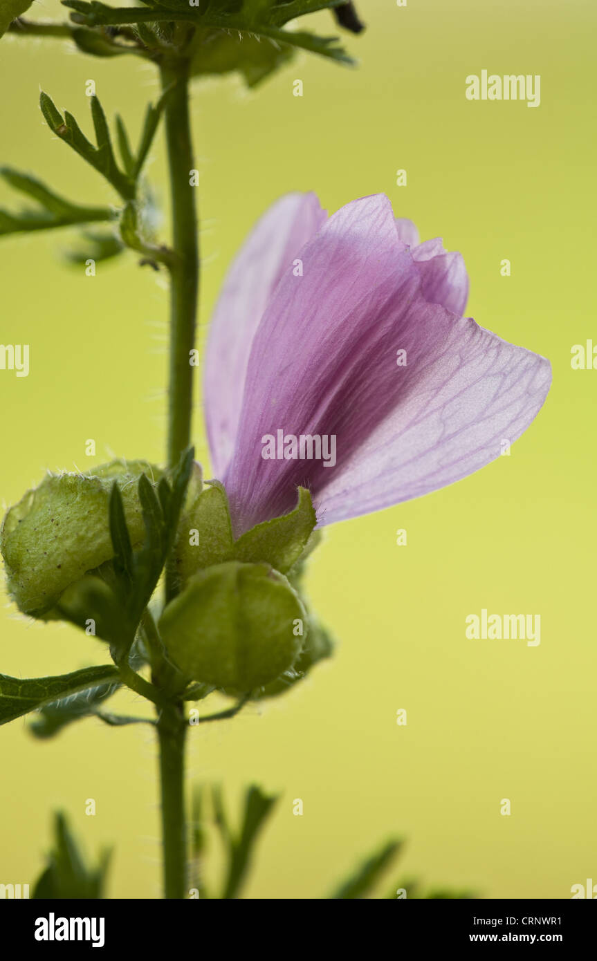 Musk Mallow (Malva moschata) close-up of opening flower, growing in ...