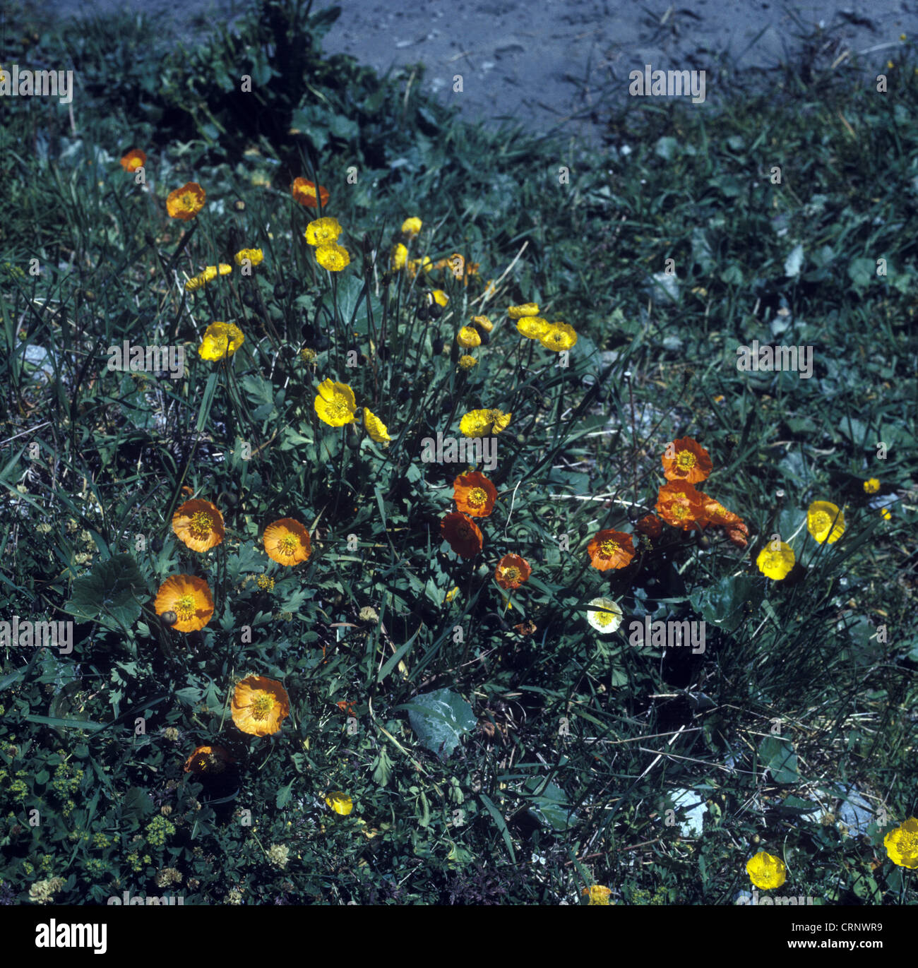 Flower - Mallow Tree (Lavatera arborea) close-up of flowers on plant ...