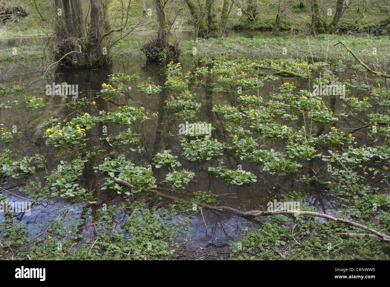 Marsh Marigold (Caltha palustris) flowering, mass growing in floodwater ...