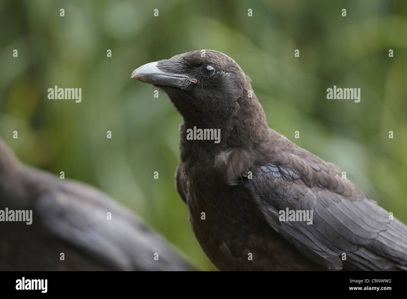 Carrion Crow, Corvus corone corone, close up, UK Stock Photo - Alamy