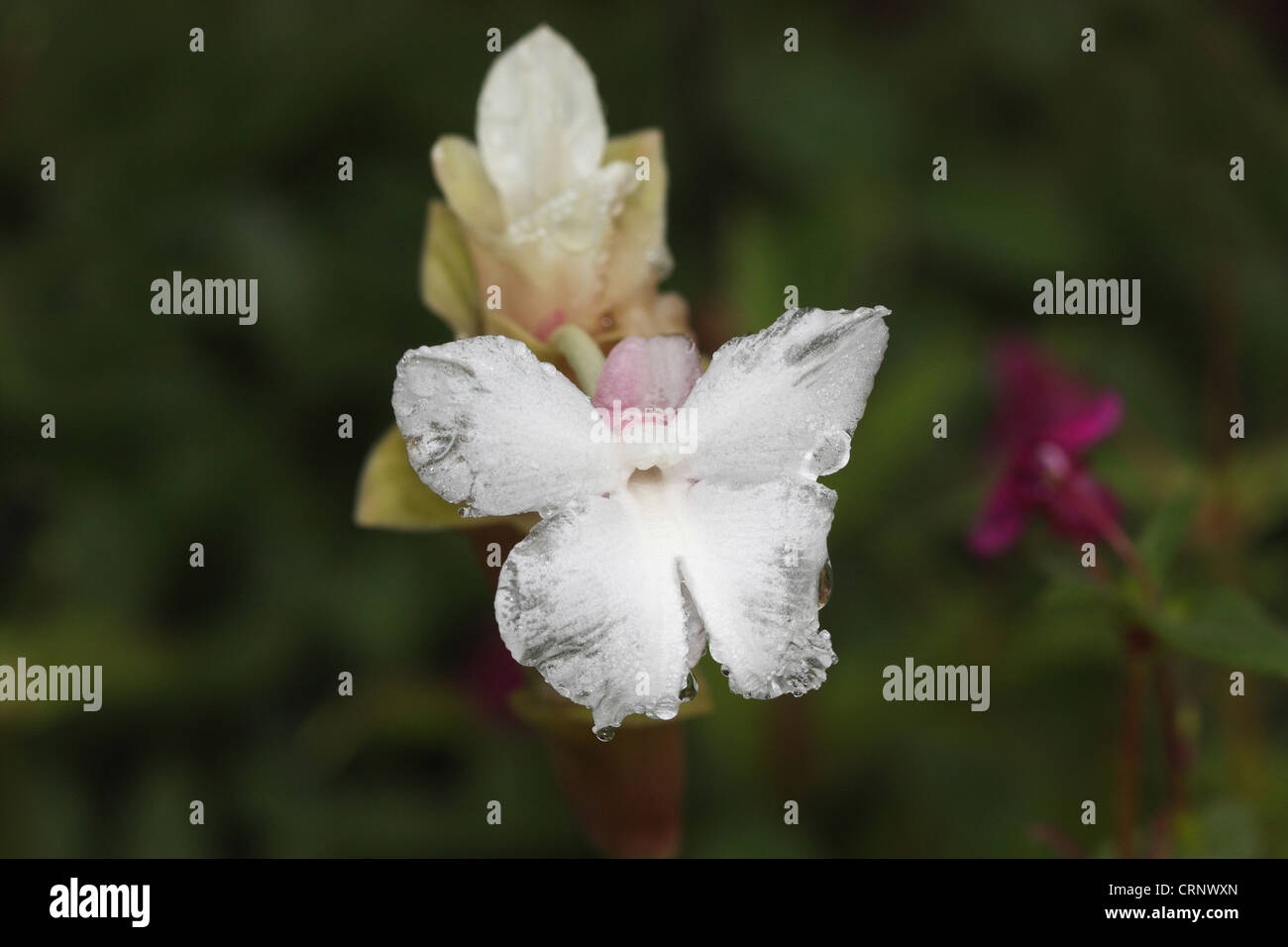 Costus speciosus hi-res stock photography and images - Alamy