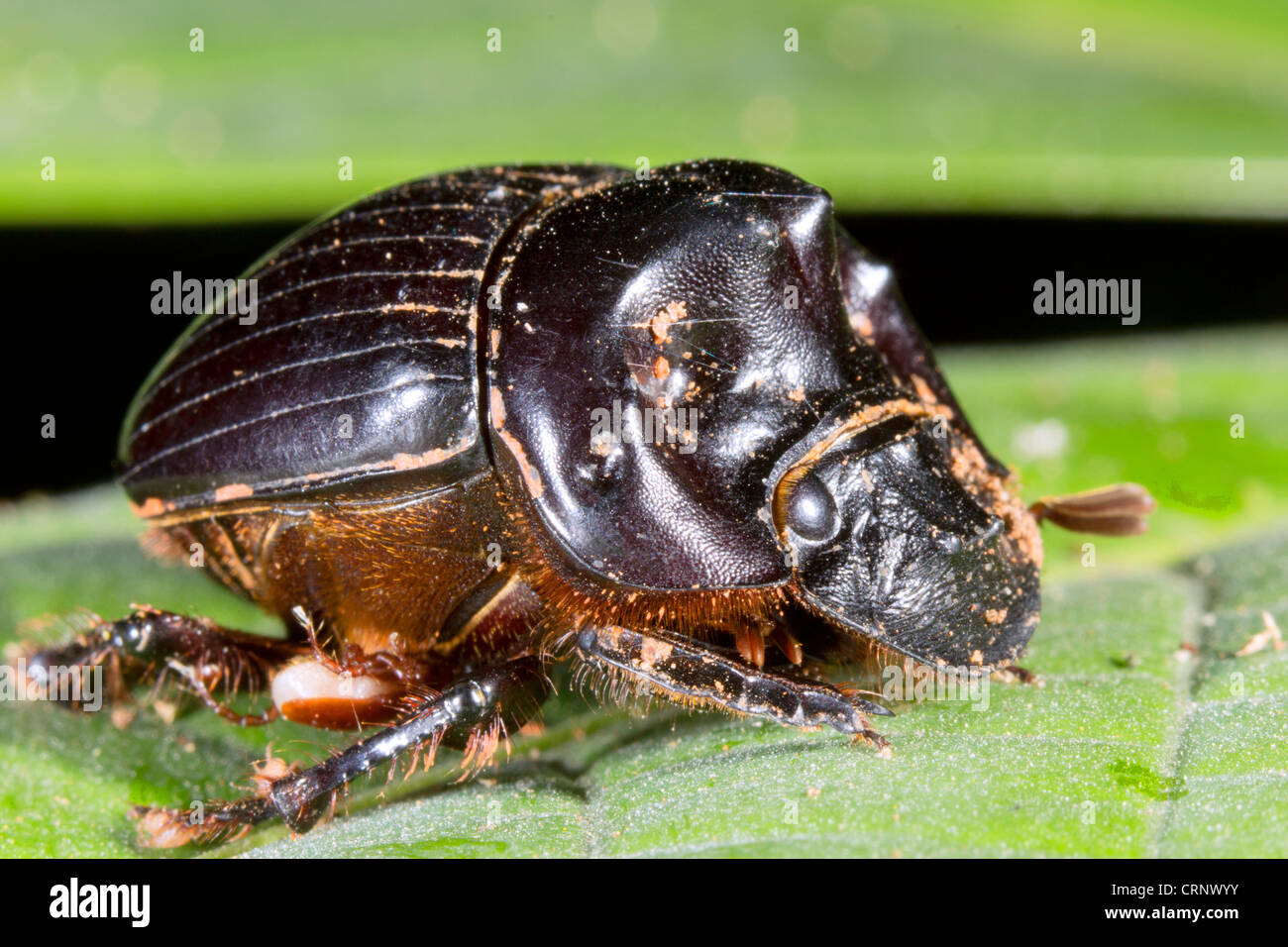 Amazon beetle hi-res stock photography and images - Alamy