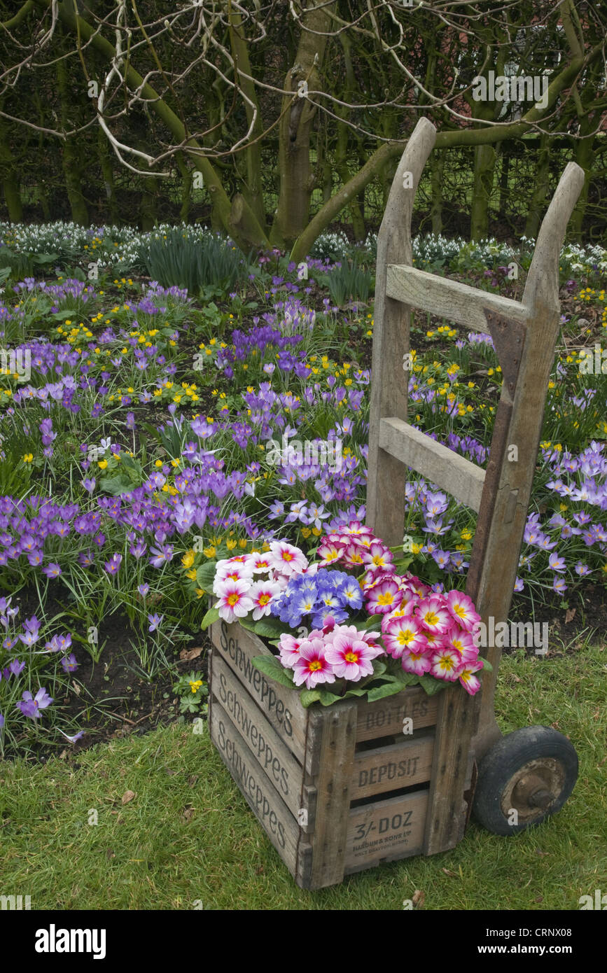 Polyanthus Primrose (Primula sp.) flowering, in wooden crate on sack ...