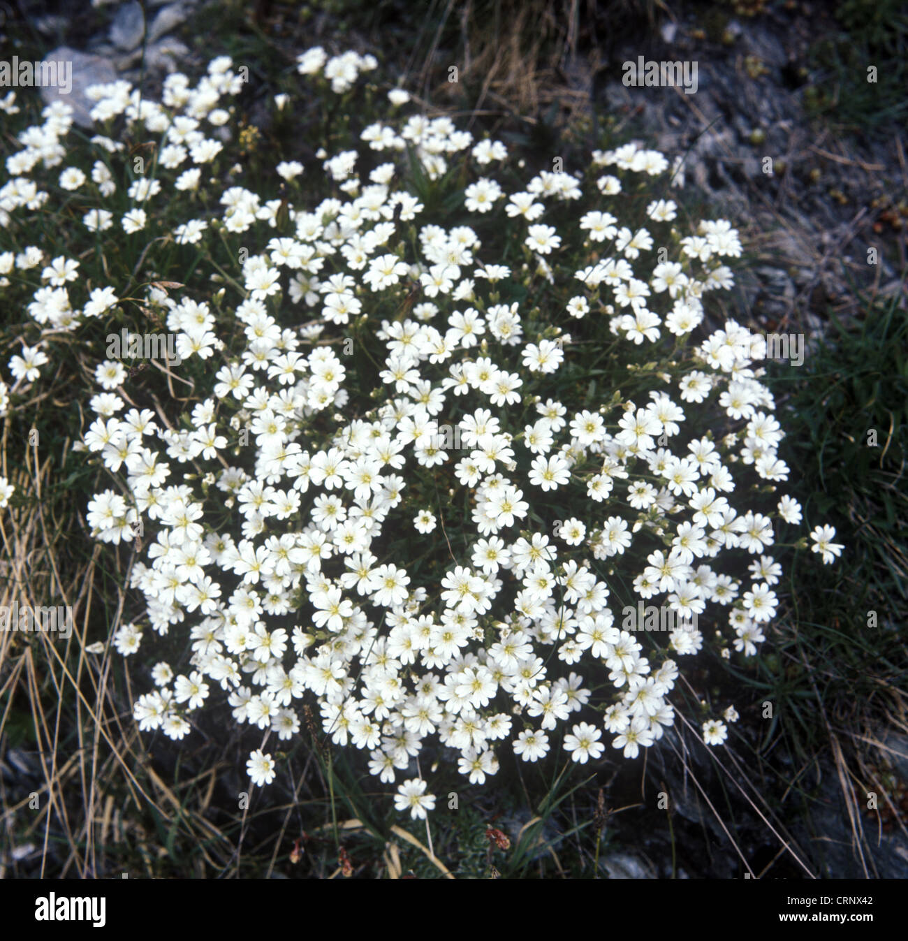 Plantsflower hi-res stock photography and images - Alamy