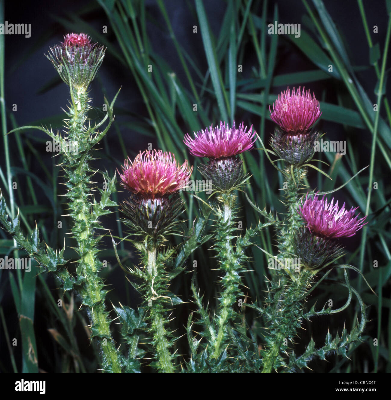 Flower - Thistle Welted(Carduus acanthoides) Close-up of flowers on ...