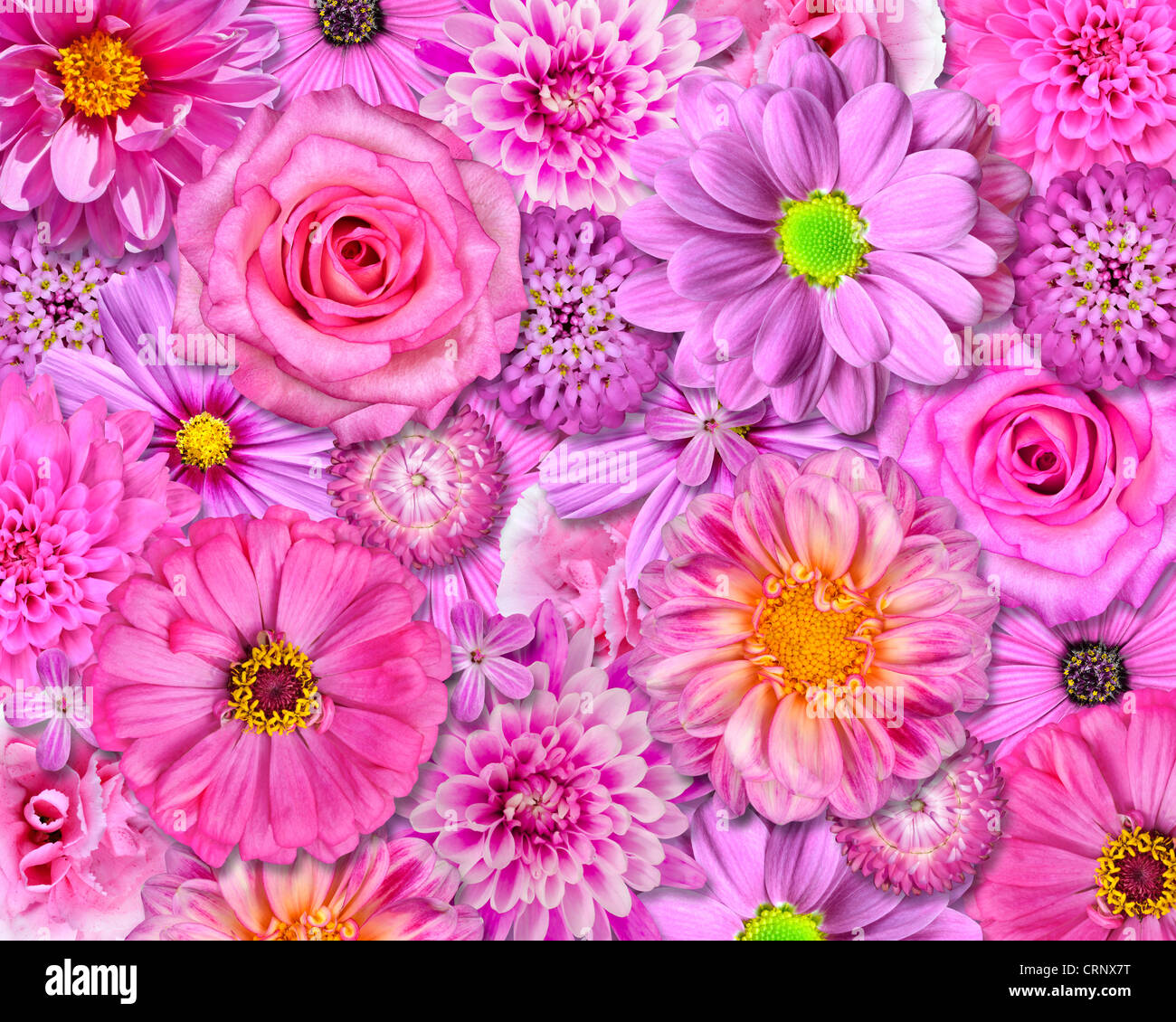Pink Flower Background. Selection of Various Isolated Pink Flowers ...