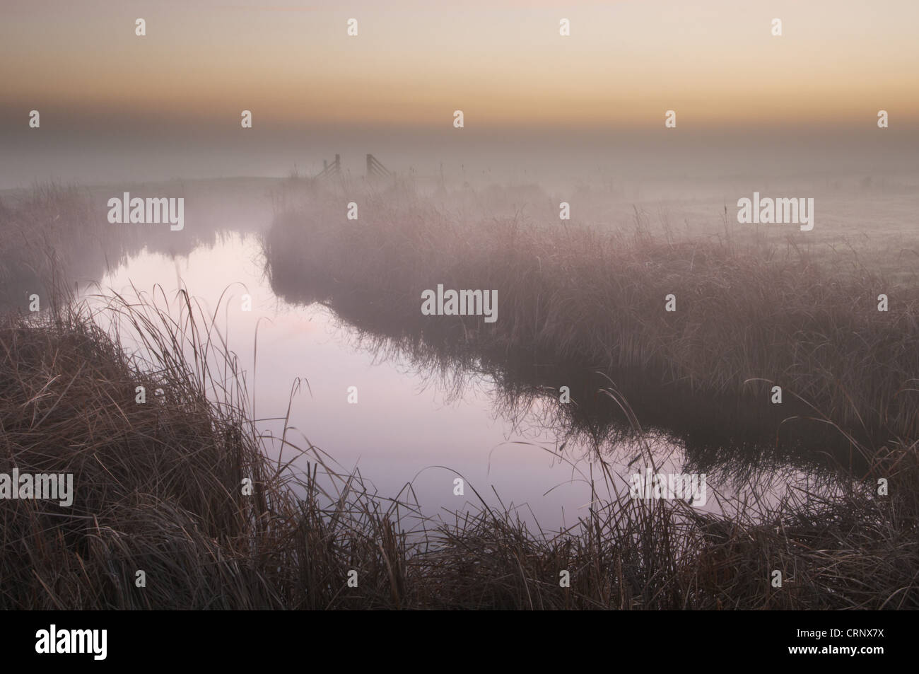 Great Reedmace (Typha latifolia) growing along flooded ditch in grazing ...
