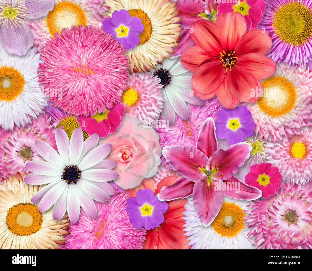 Beautiful Multicolored Floral Background. Mix of Colorful flower heads ...