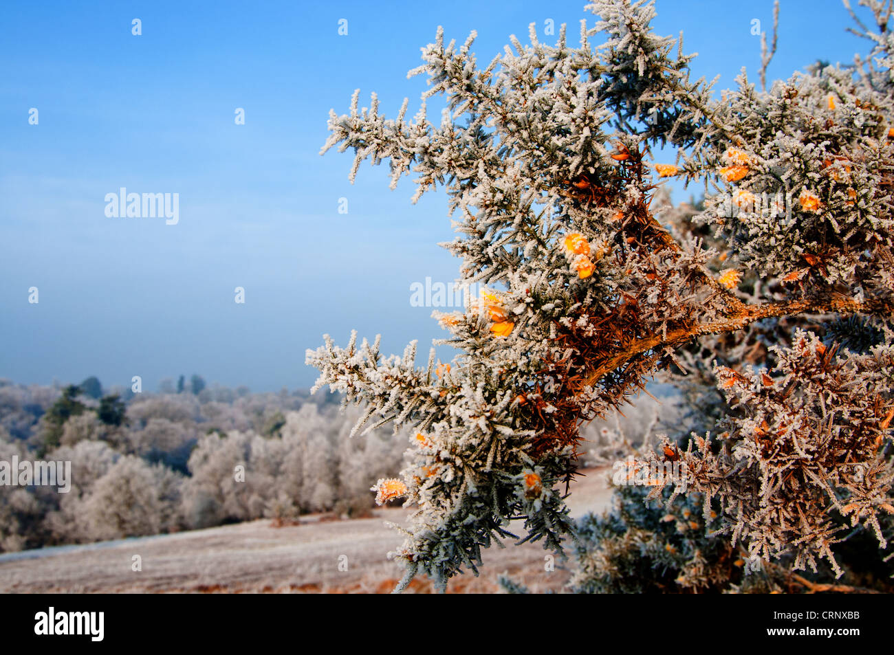 Common Gorse (Ulex europaeus) flowering, covered with hoar frost ...