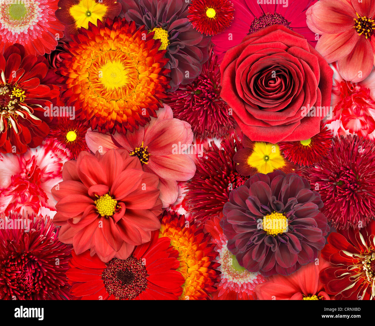 Red Flower Background. Selection of Various Isolated Red Flowers. Set ...