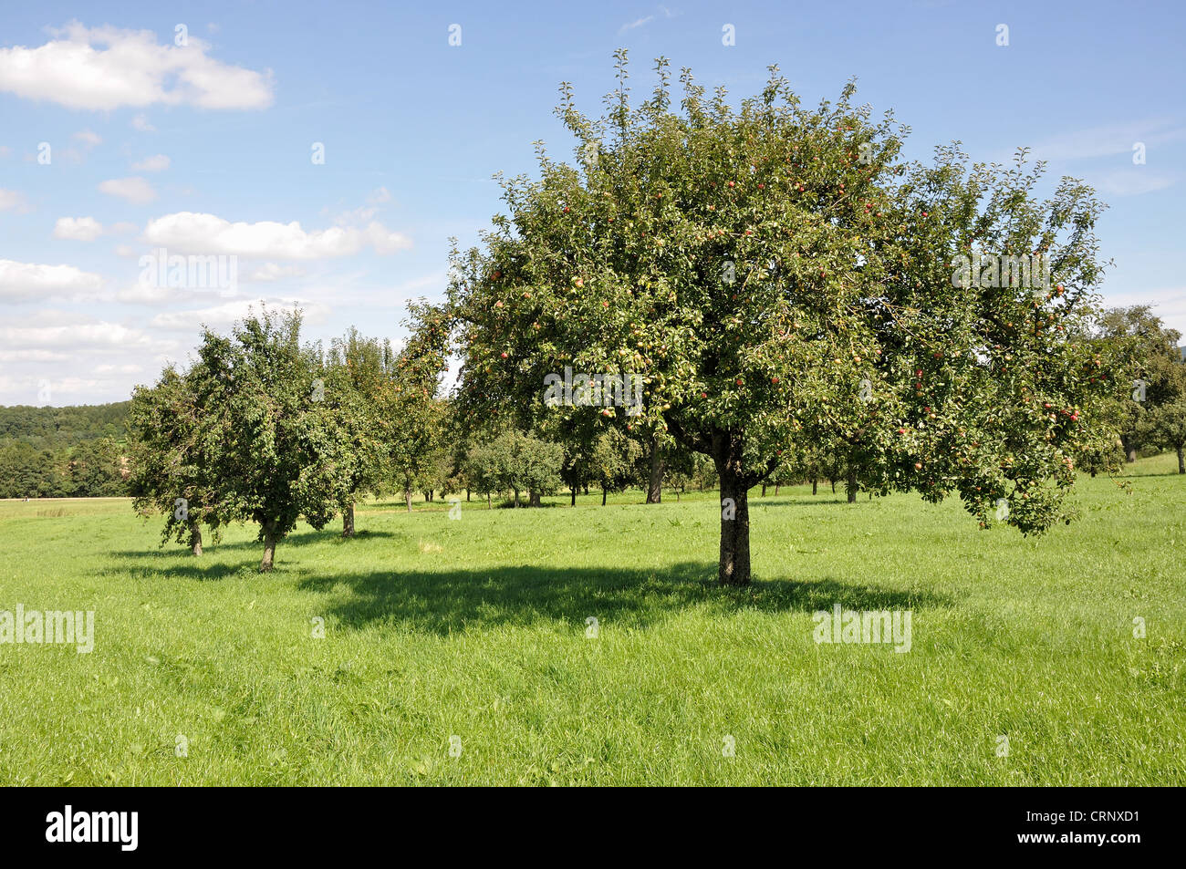 fruit trees in field #1, Baden Stock Photo - Alamy