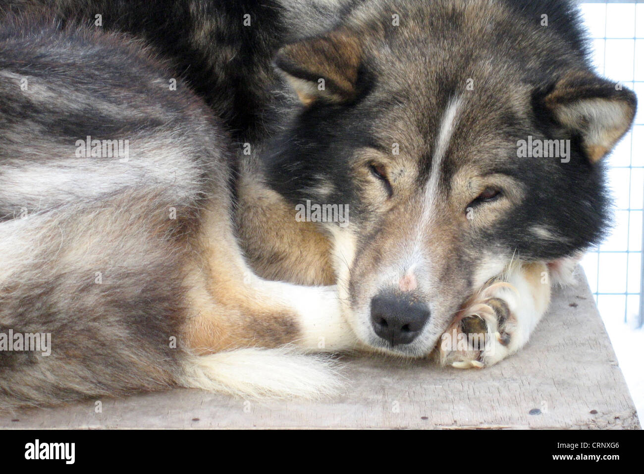 Sledge in siberia hi-res stock photography and images - Alamy