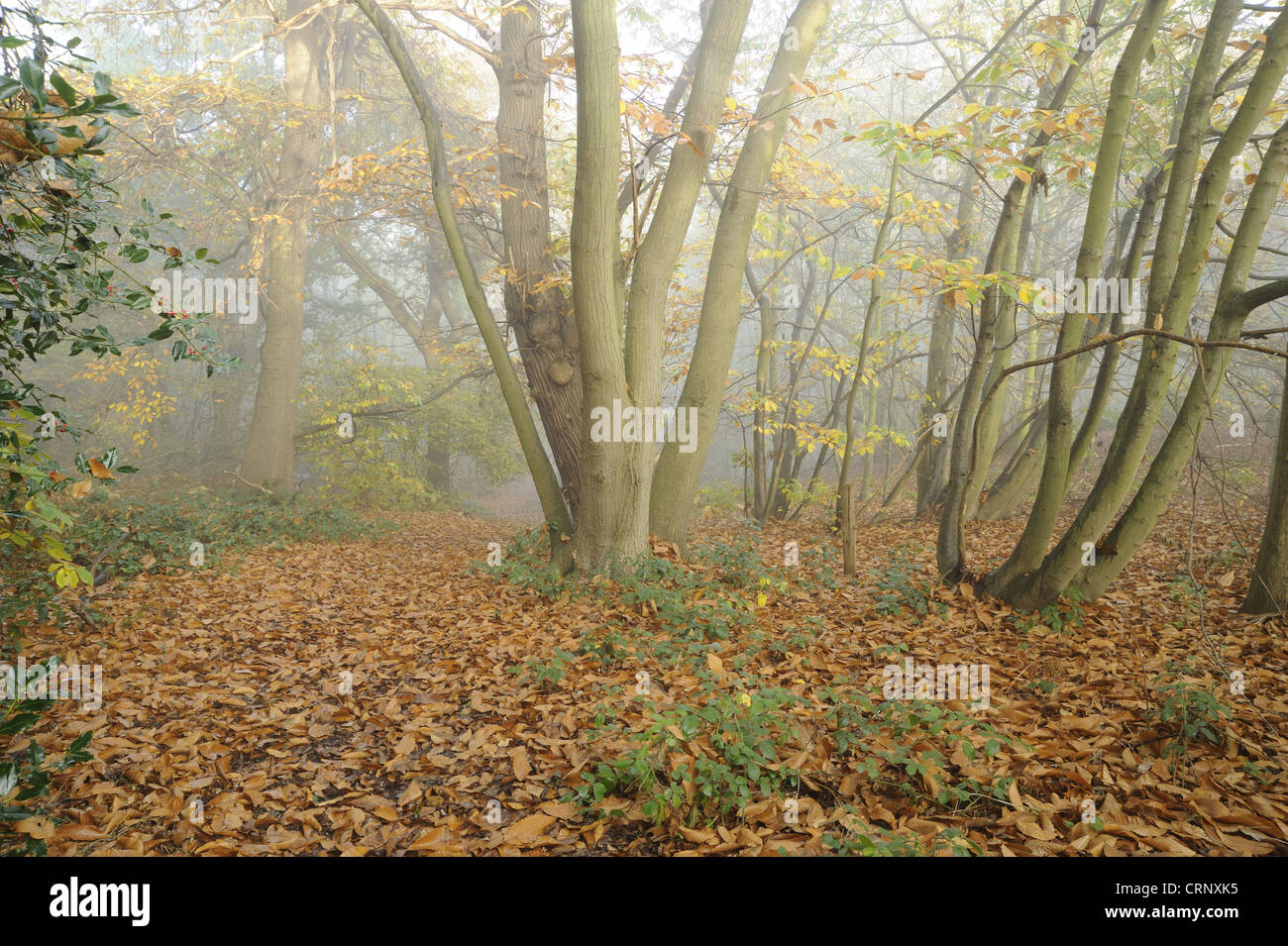 Mixed deciduous woodland in autumn mist, with fallen leaves carpeting ...