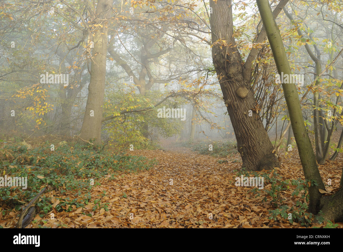 Mist ground east anglia hi-res stock photography and images - Alamy