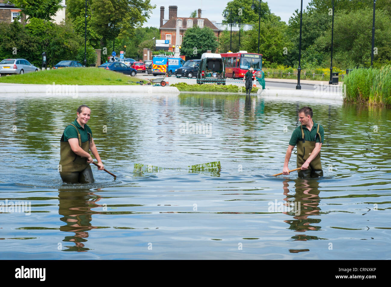 London Hampstead Village man woman dredging algae from recently rebuilt ... London Hampstead Village man woman dredging algae from recently rebuilt ...