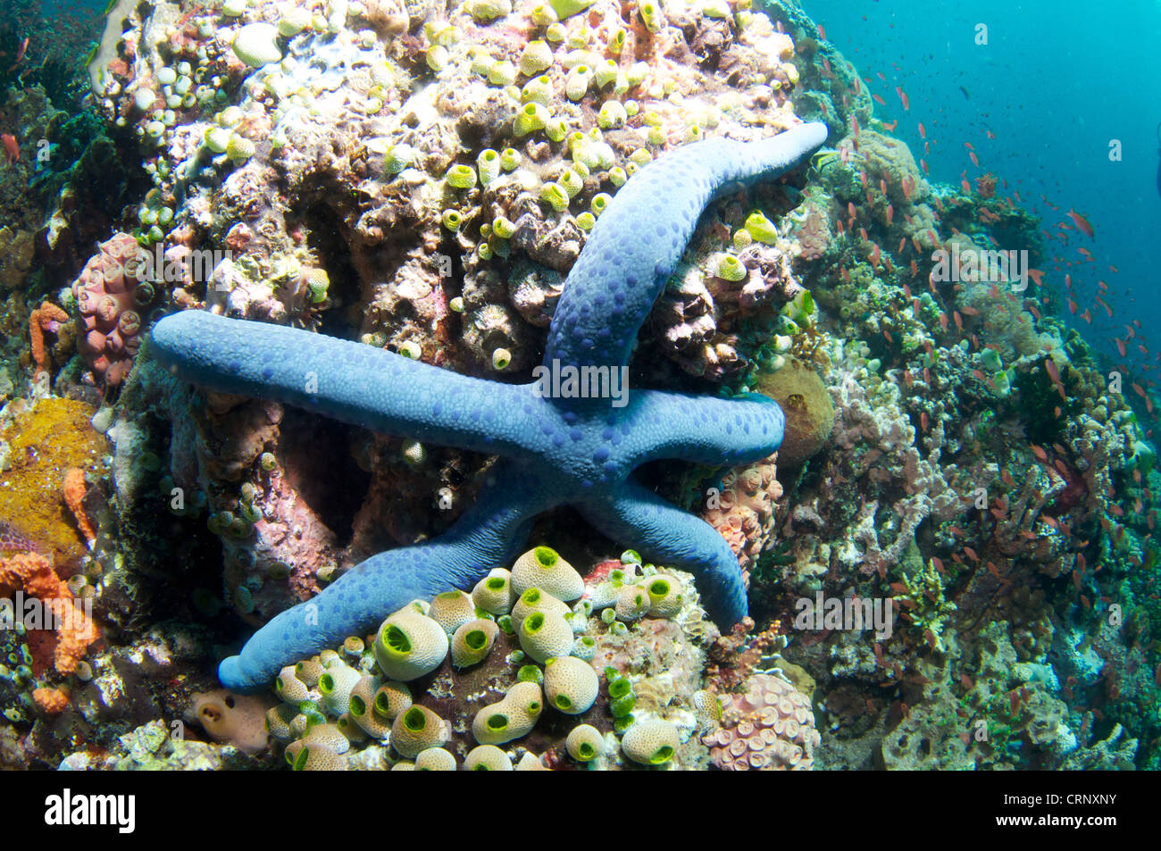 Diving star hi-res stock photography and images - Alamy