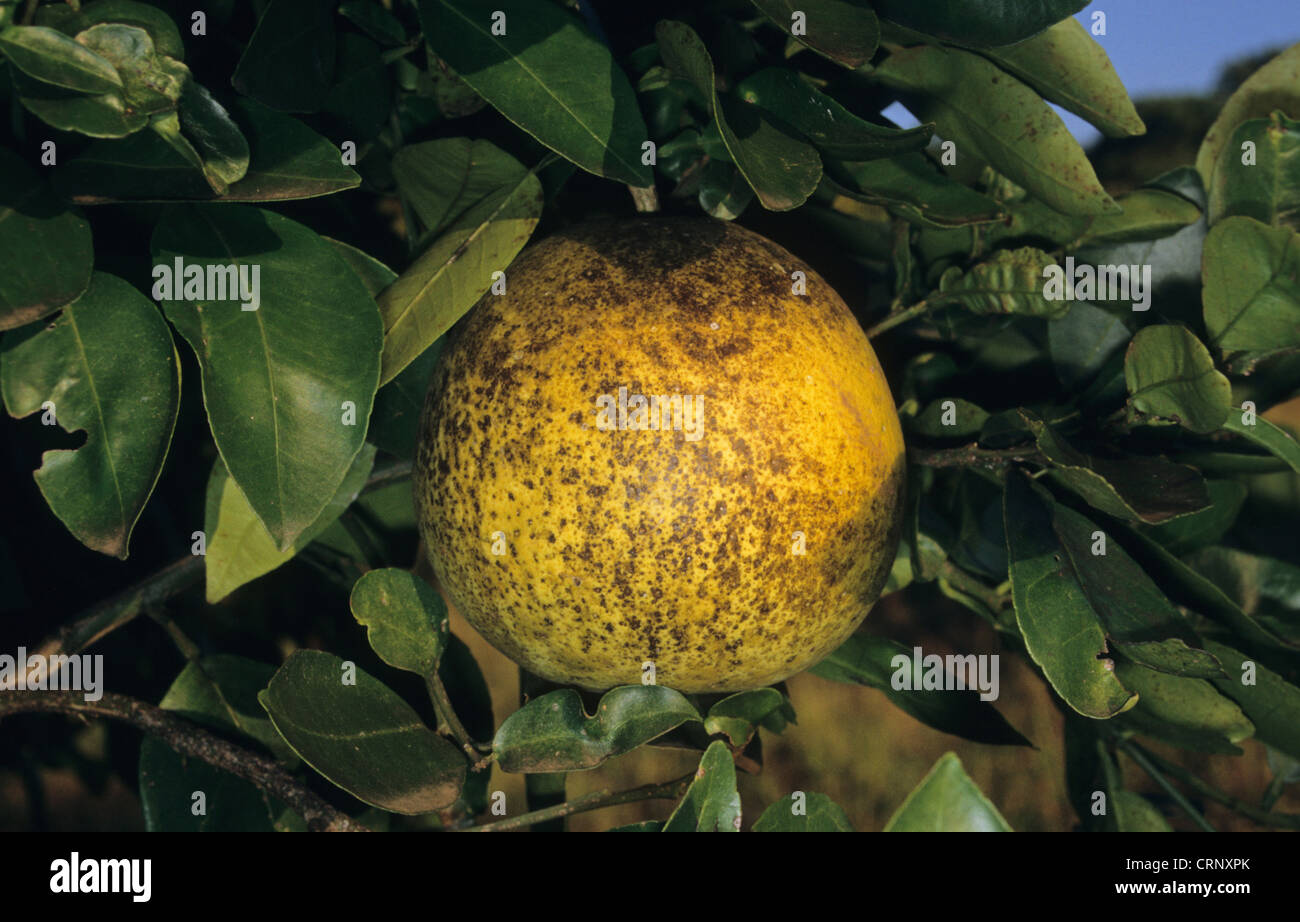 Spider Mite Damage On Citrus