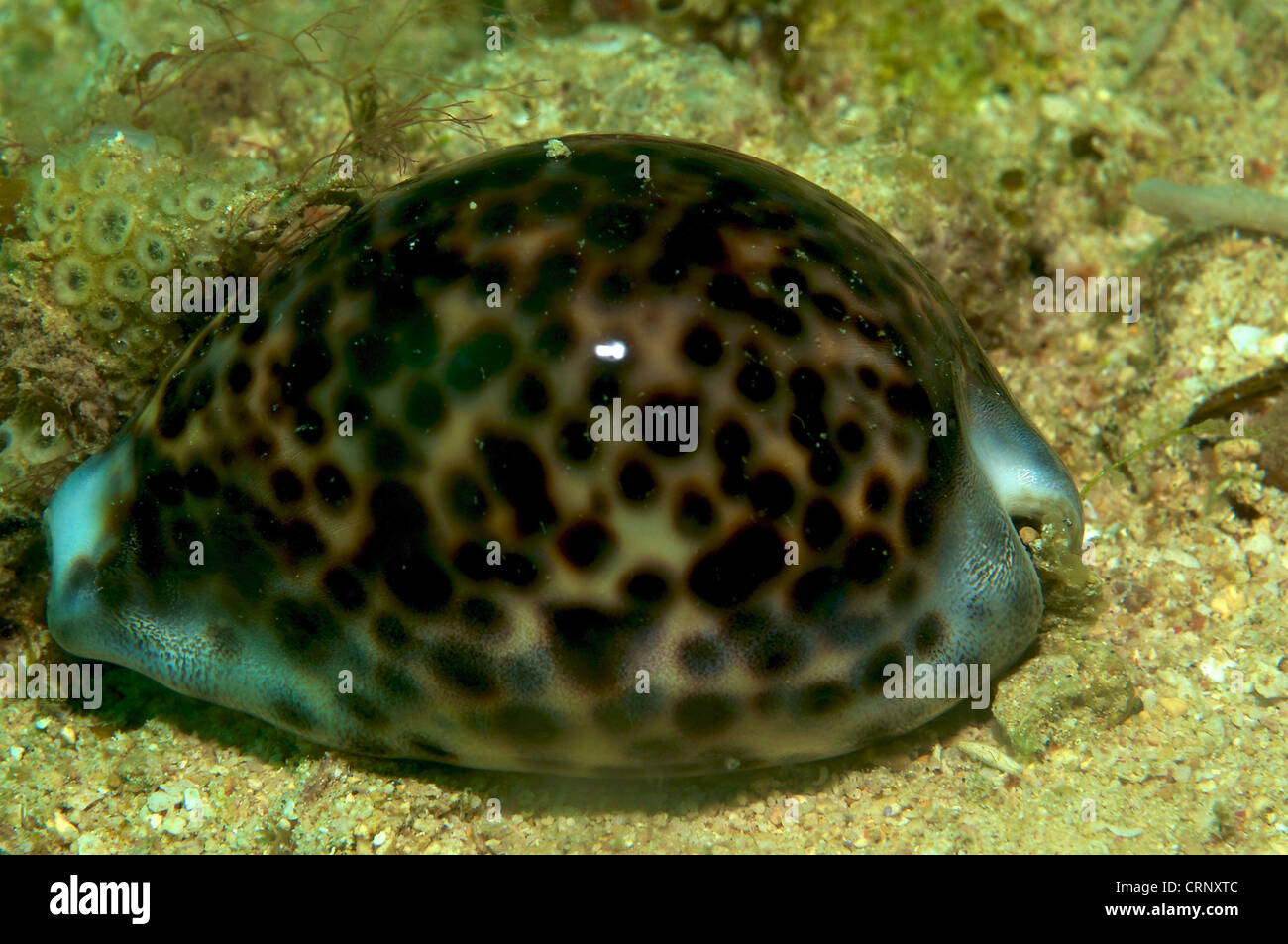 Cowrie sea shell hi-res stock photography and images - Alamy