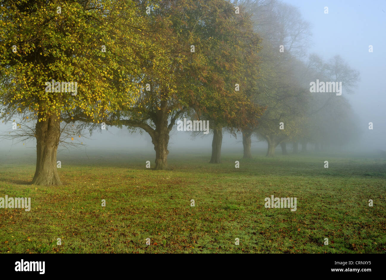 Tilia europaea lime trees in hi-res stock photography and images - Alamy