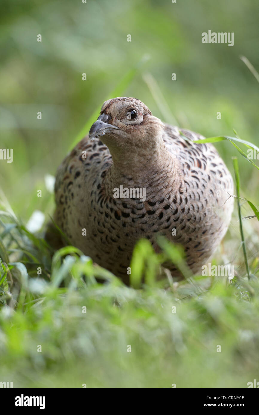 Common hen pheasant, Phasianus colchicus, UK Stock Photo - Alamy