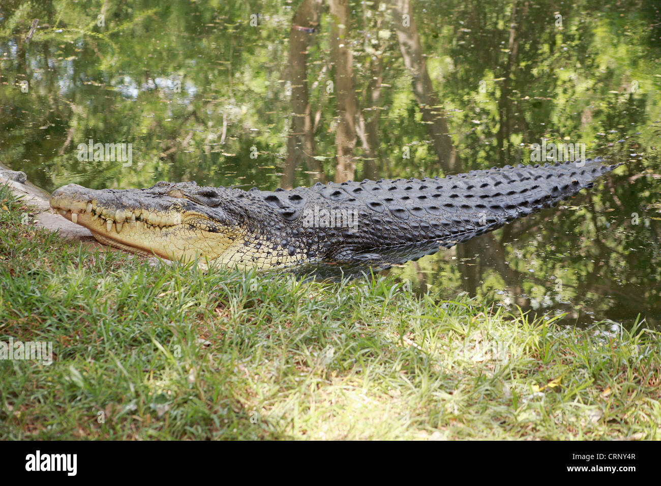 Saltwater crocodile, estuarine crocodile, Crocodylus porosus Stock ...