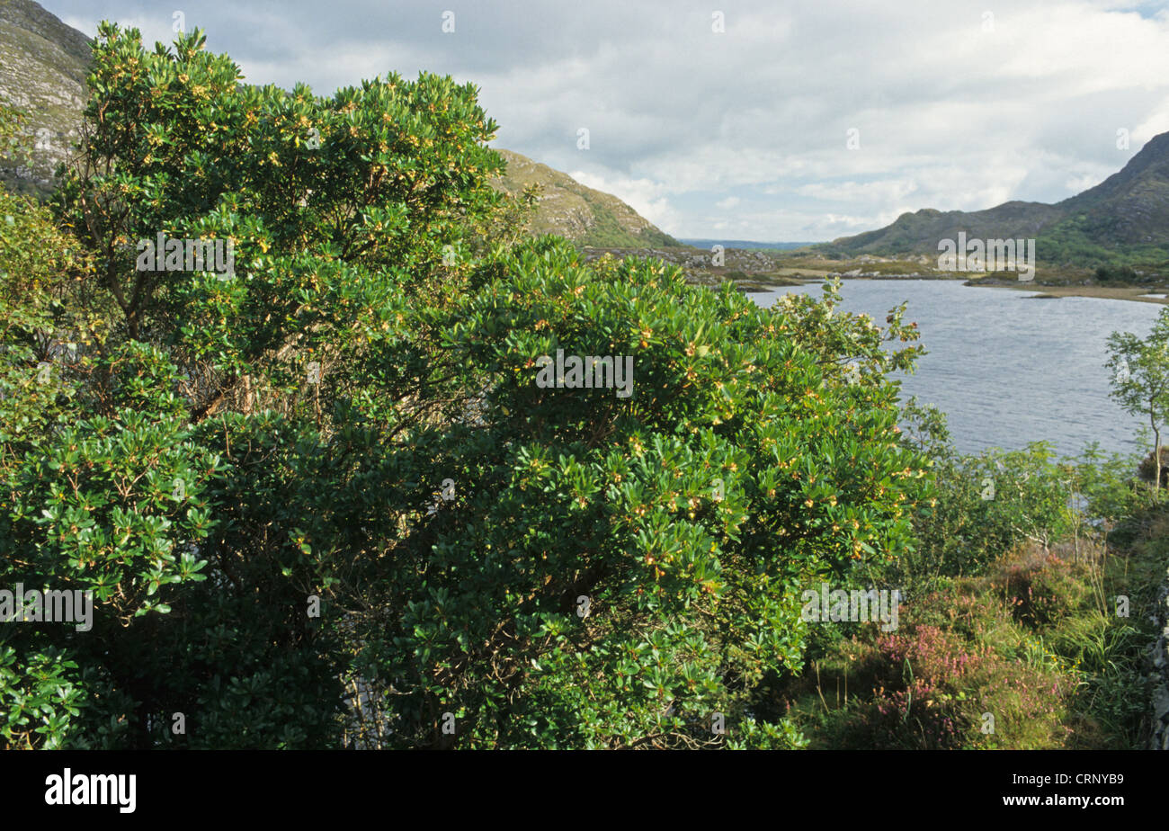 Strawberry Tree (Arbutus unedo) habit, growing beside lough, Killarney ...