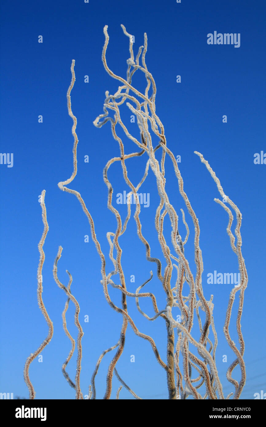 Salix willow stems garden uk hi-res stock photography and images - Alamy