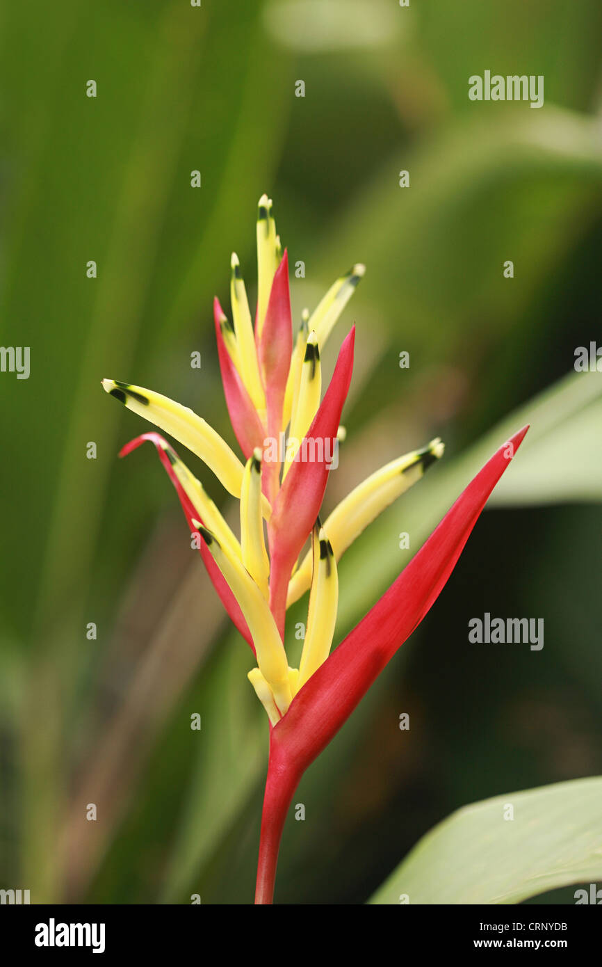 Fower of paradise / Crane flower Stock Photo - Alamy