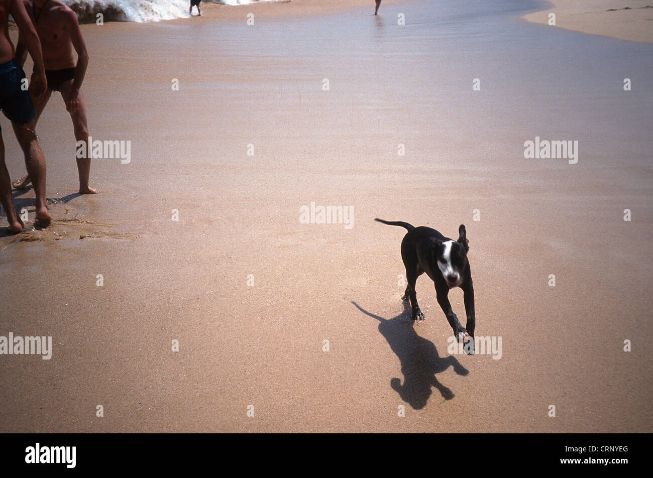 Dog runs at the beach Stock Photo - Alamy