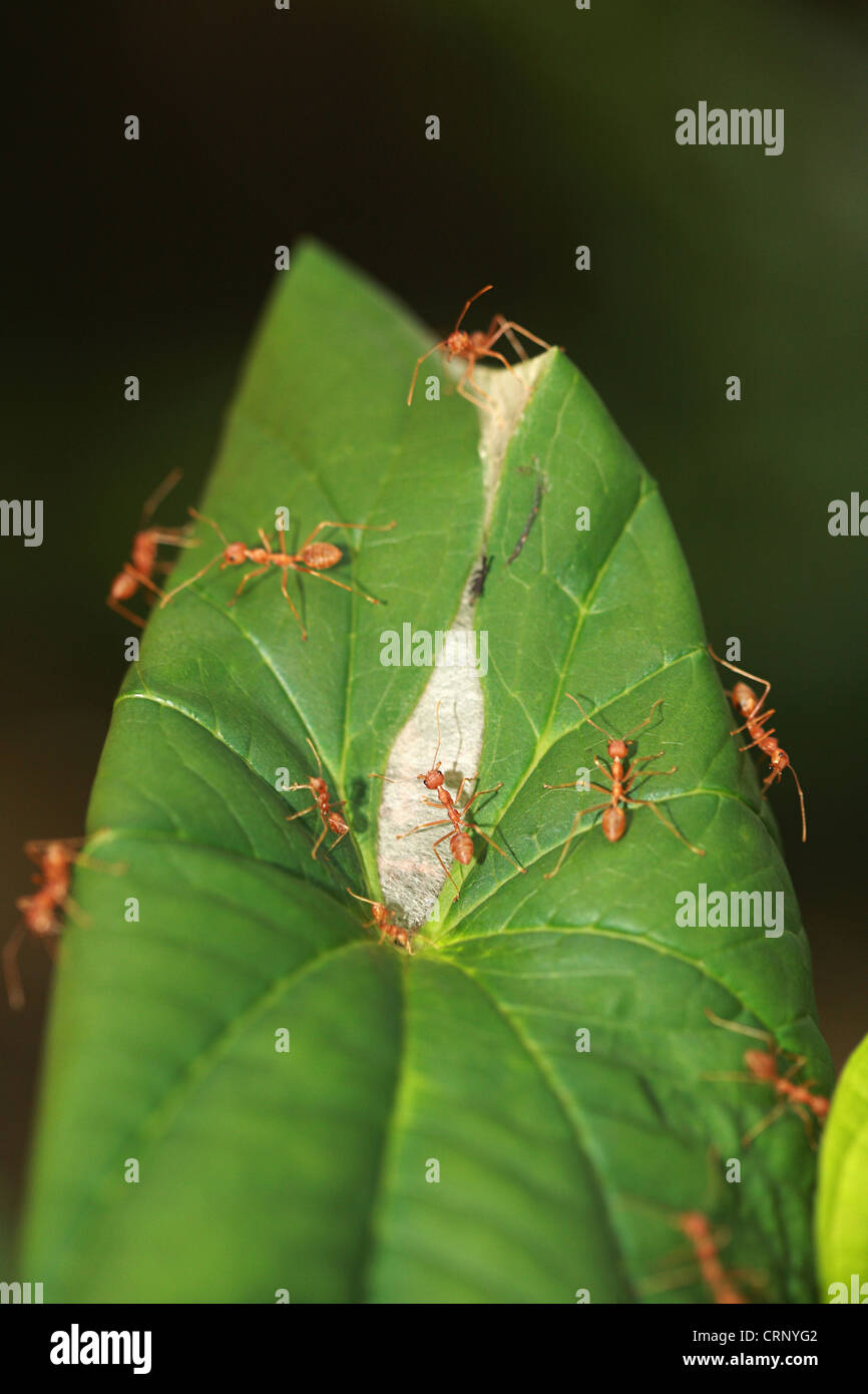 Weaver ants or Green ants (genus Oecophylla Stock Photo - Alamy