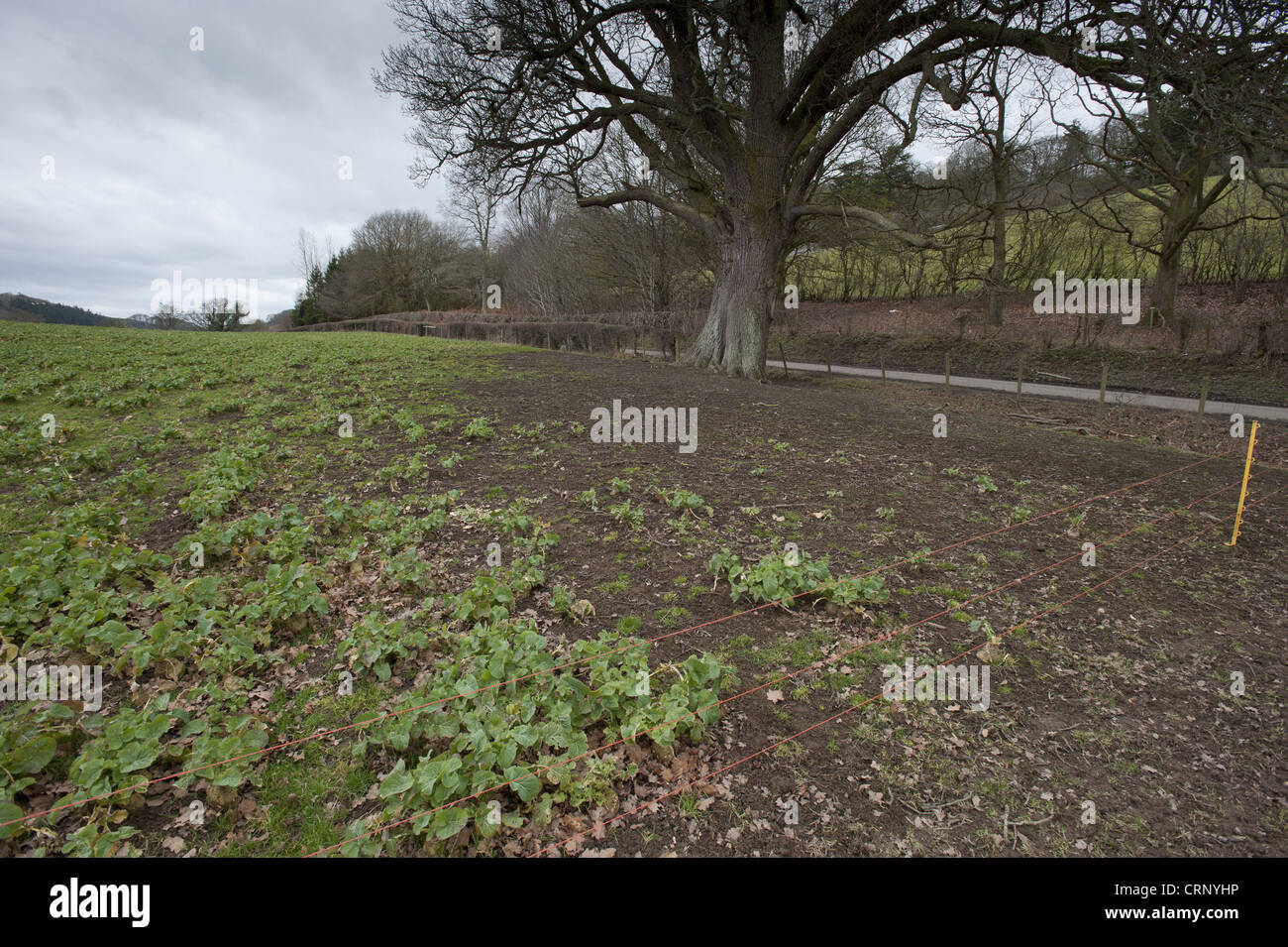 Crops affected by drought hi-res stock photography and images - Alamy