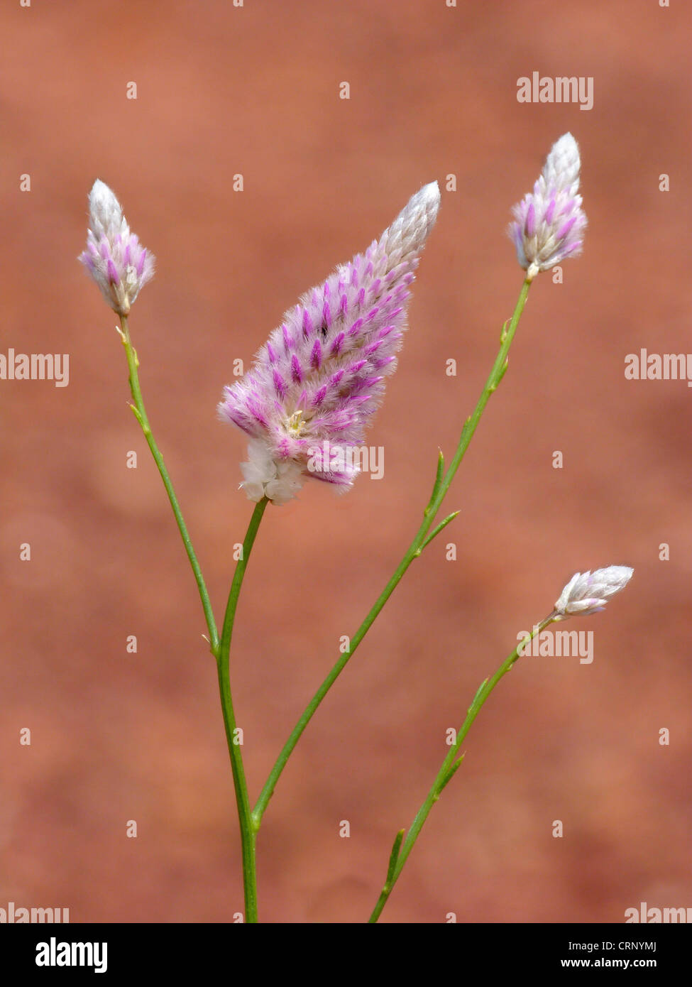 Mulla Mulla Western Australia High Resolution Stock Photography and ...