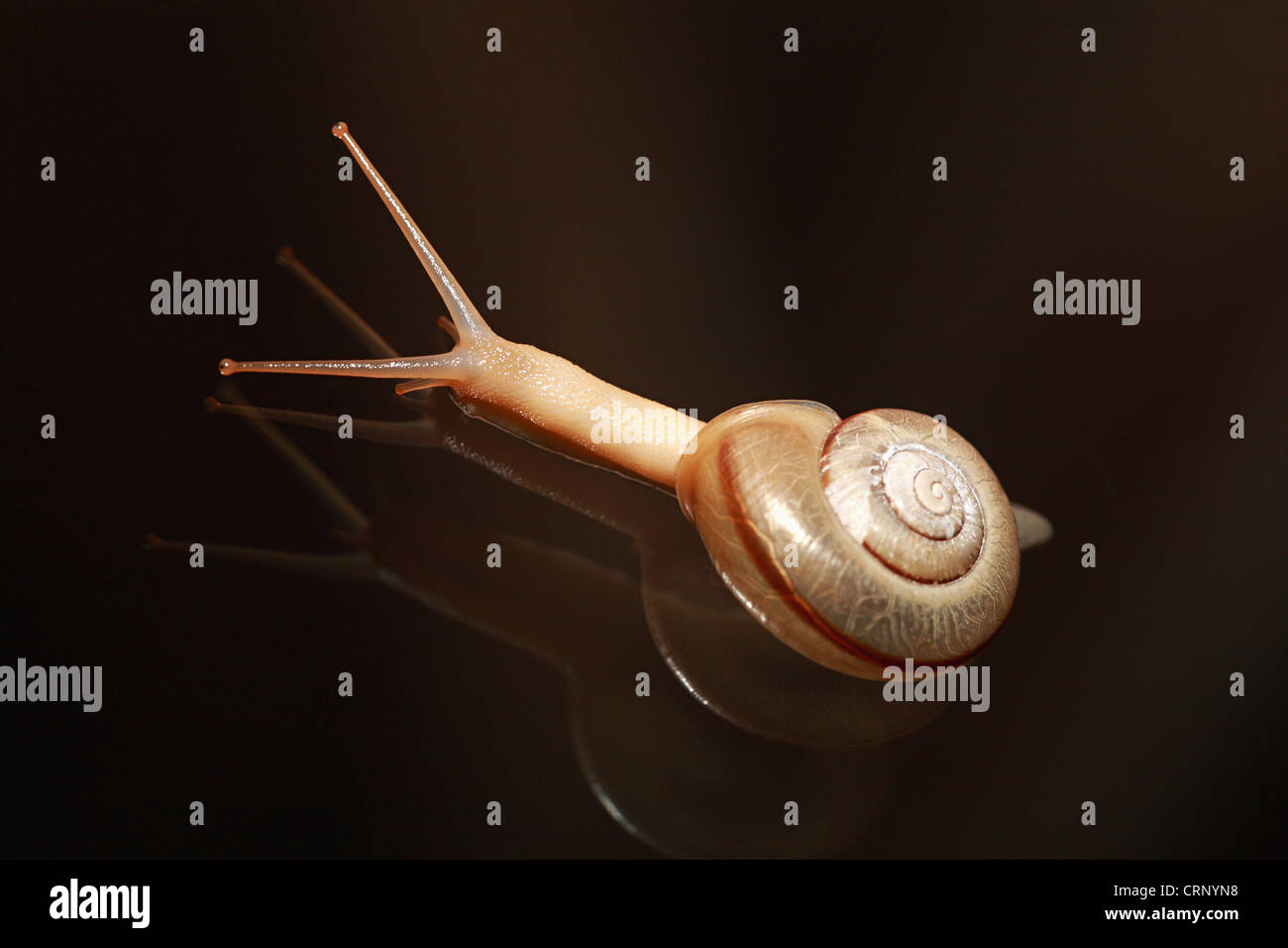 Forest Snail (Monachoides incarnatus Stock Photo - Alamy